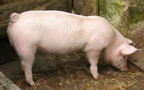 How Much Meat Can One Pig Produce? – Mother Earth News